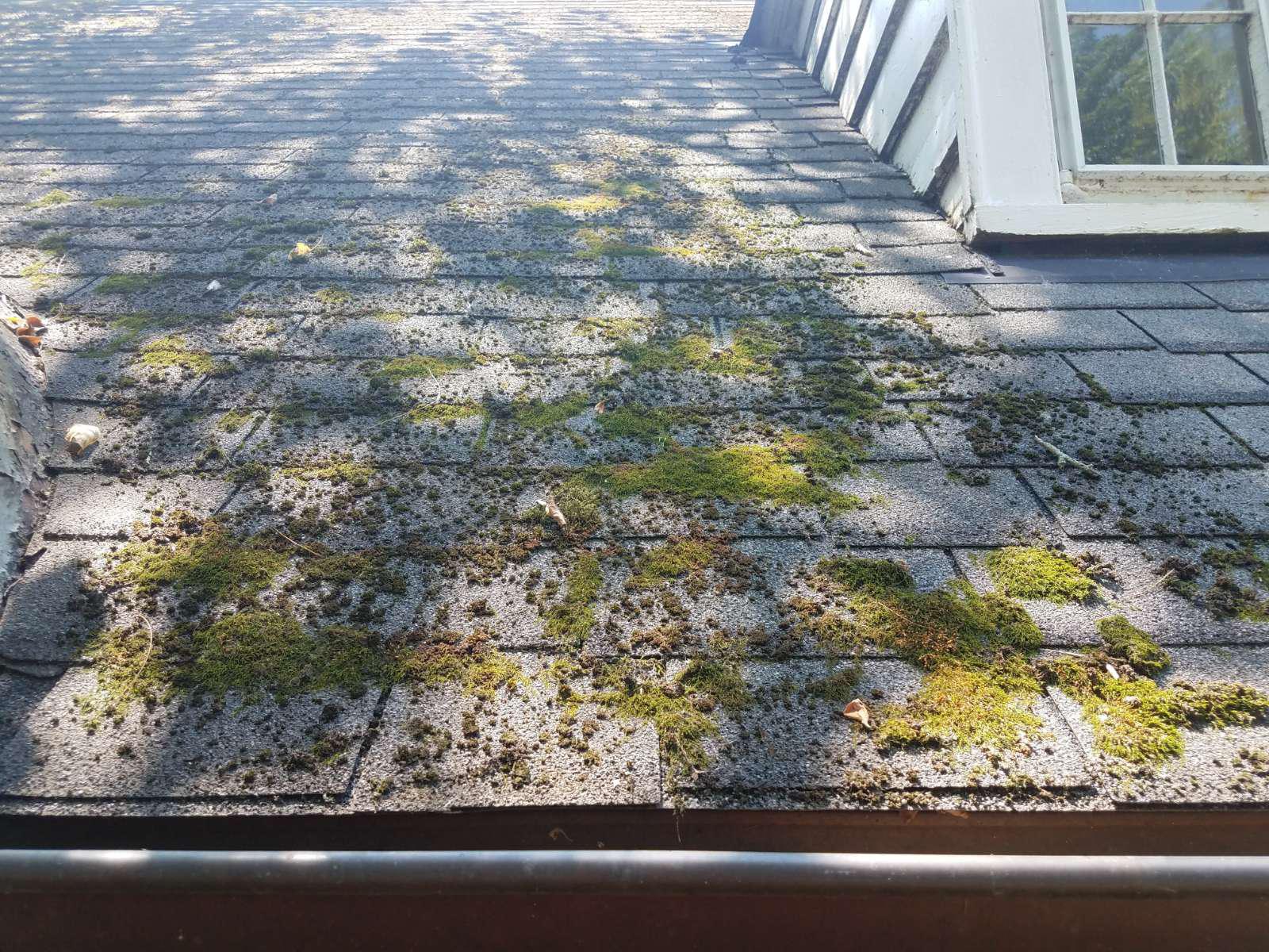 Everything You Need to Know for DIY Roof Moss Removal | Window Hero