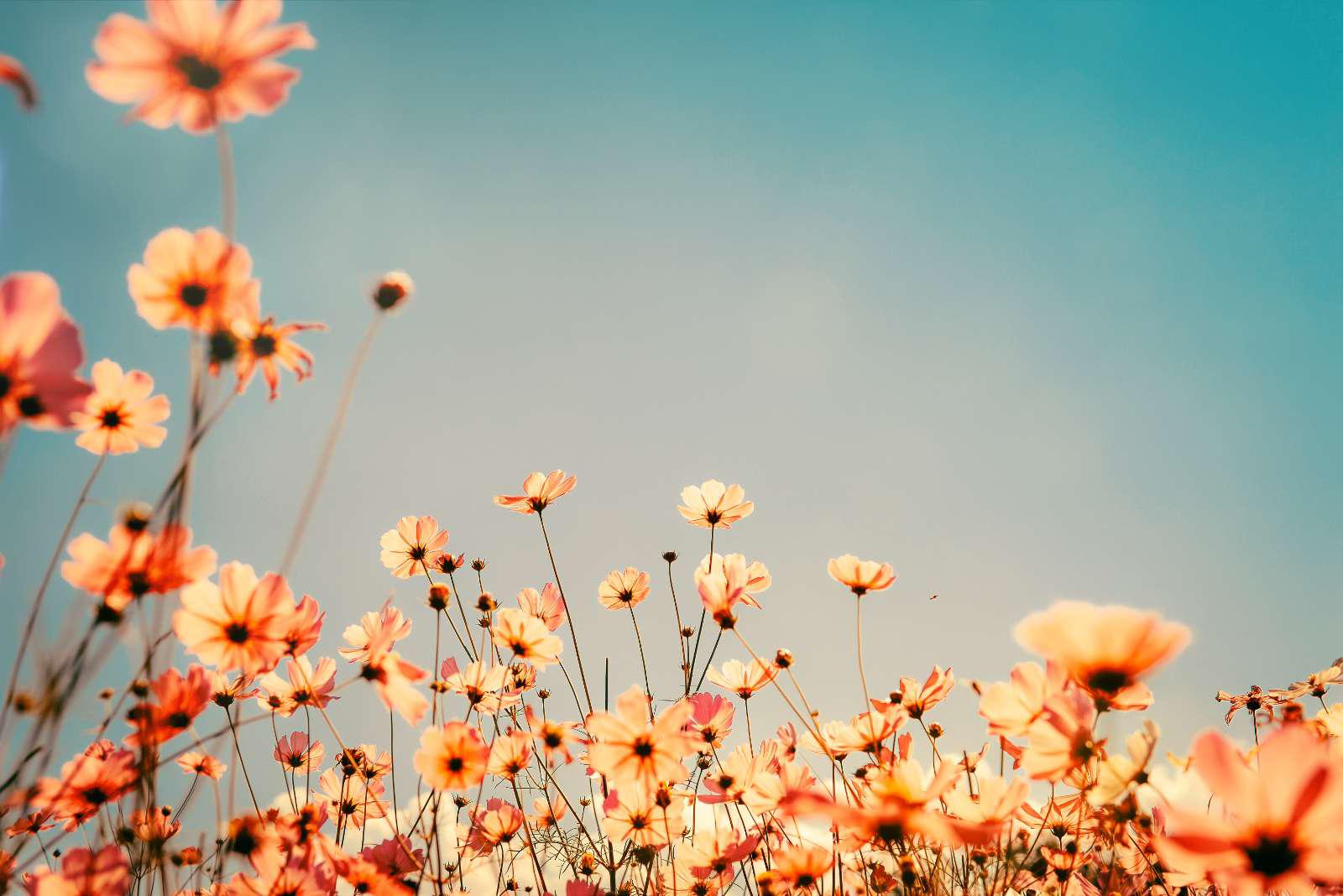 In Full Bloom: Spring Plants | Window Hero